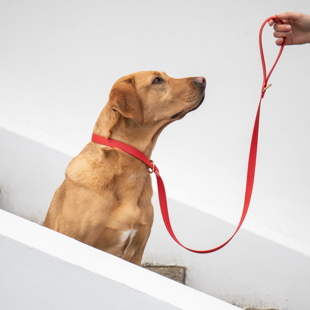 All weather slip leads – Storeys and Tails